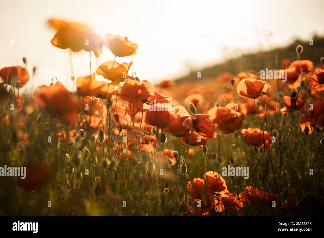 Poppy flowers meadow and nice sunset scene Stock Photo - Alamy