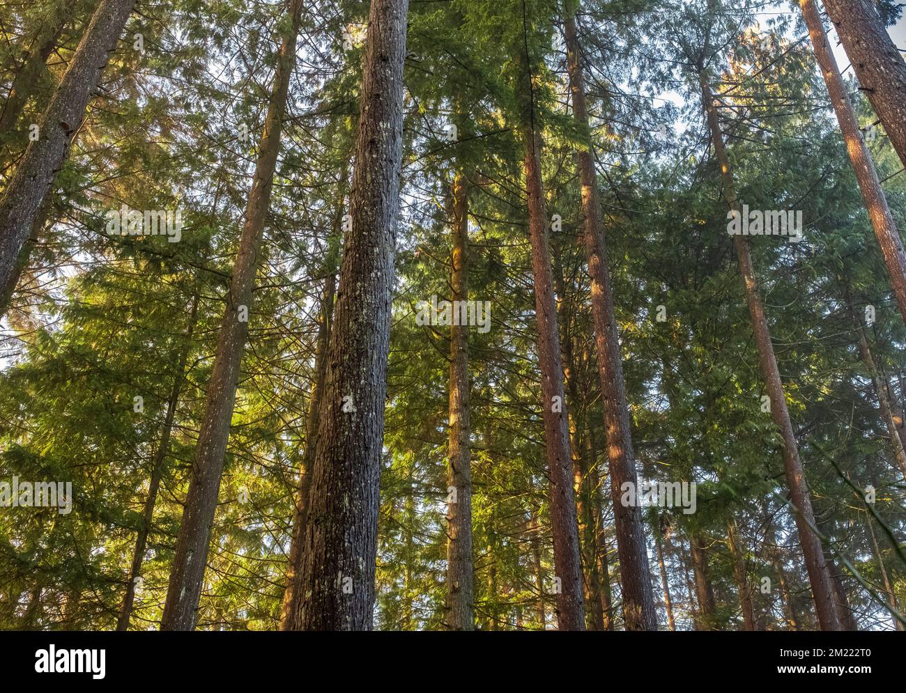 Wooded forest trees backlit by golden sunlight before sunset ...