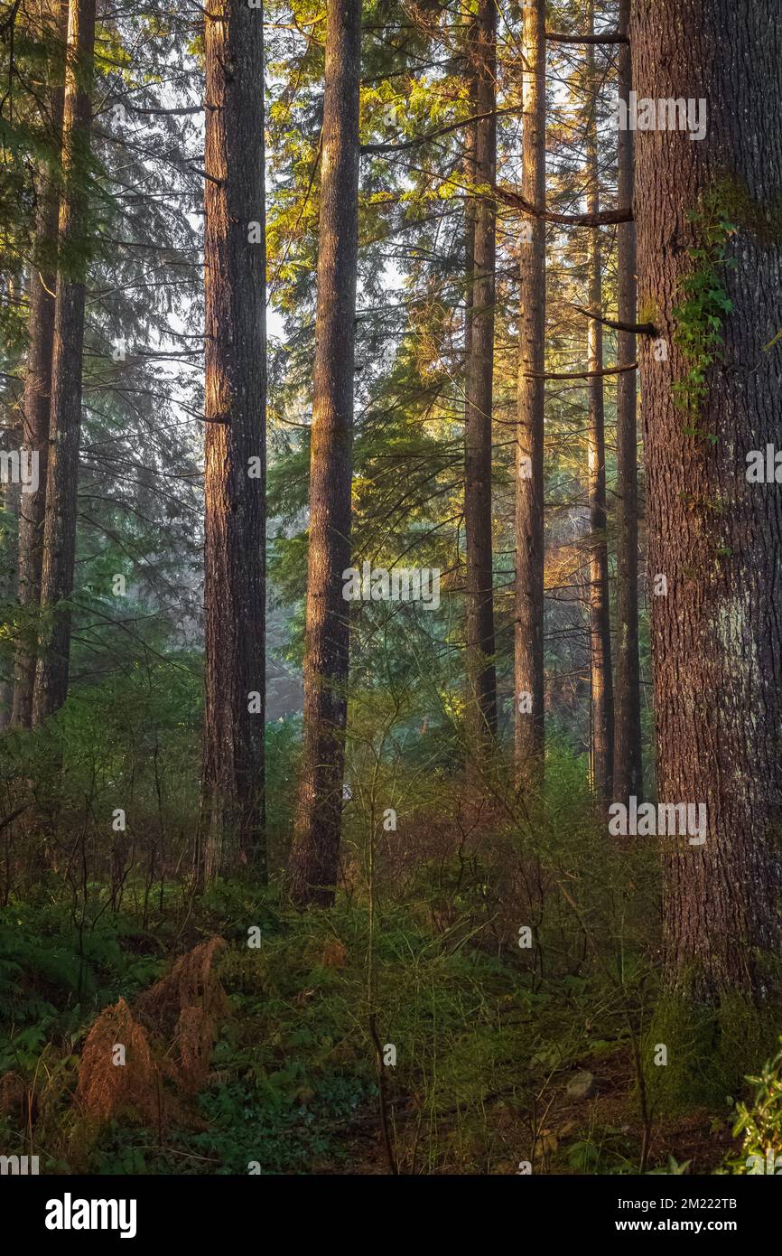 Wooded forest trees backlit by golden sunlight before sunset ...