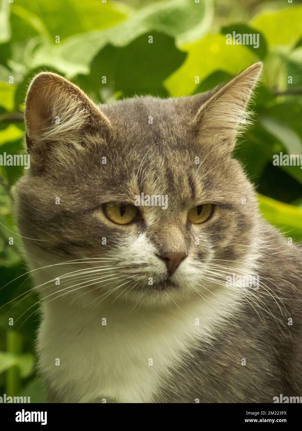 Funny cat shot hi-res stock photography and images - Alamy