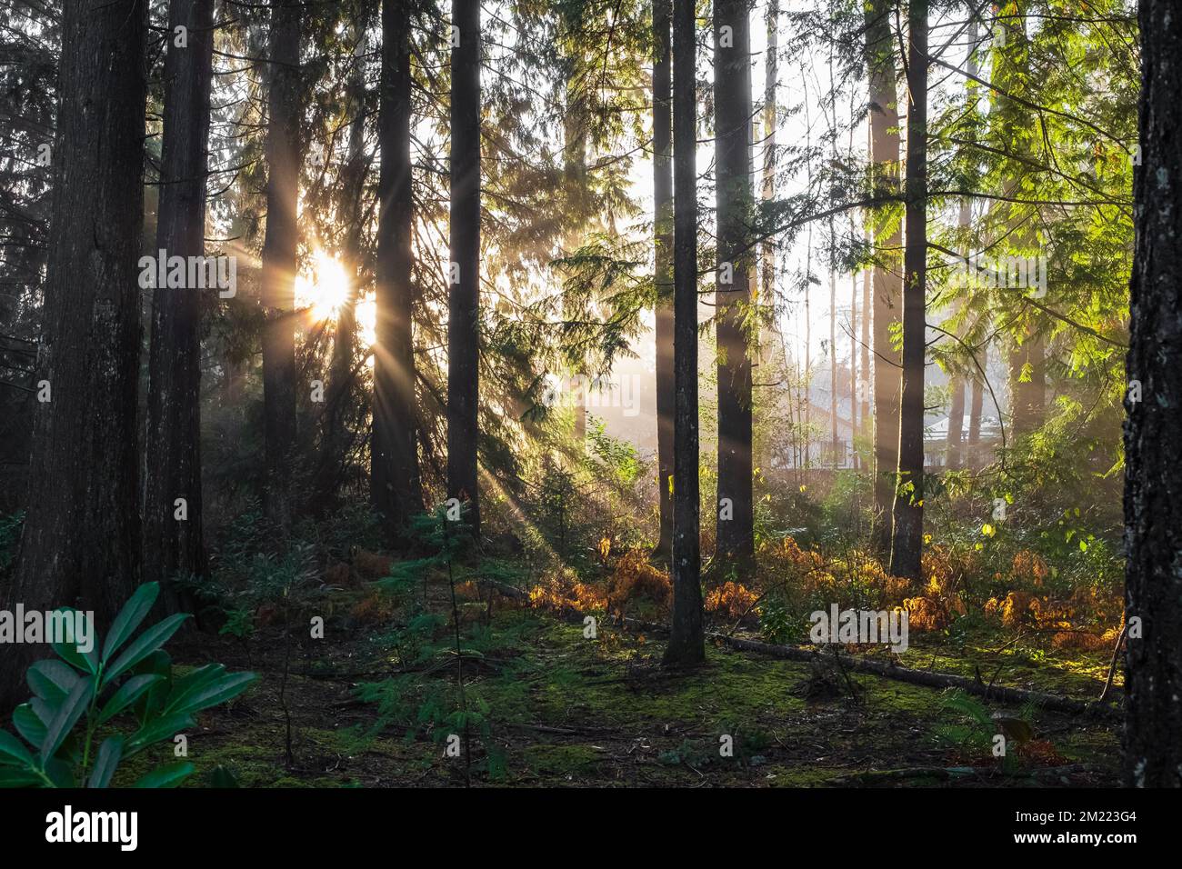 Spring forest landscape, abstract fresh, seasonal nature view, green ...