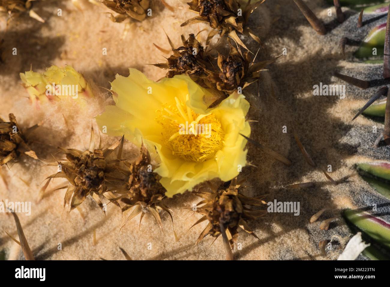 Flowering Barrel Cactus (Echinocactus sp Stock Photo - Alamy