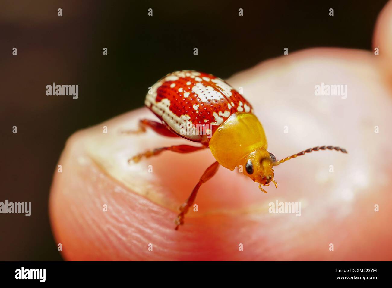 bright colored leaf beetle Stock Photo - Alamy