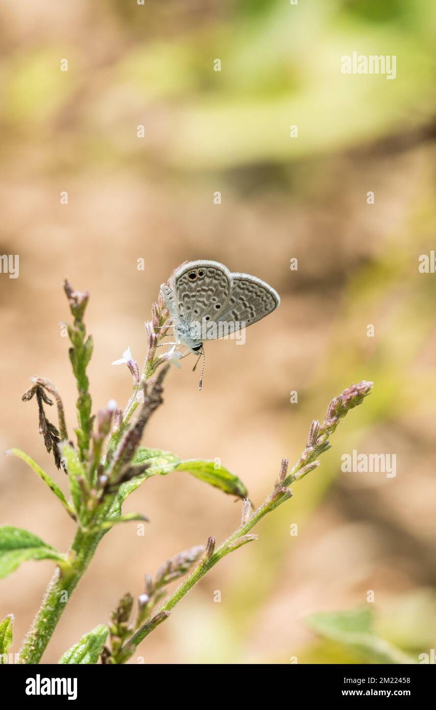 Ceraunus blue butterfly hi-res stock photography and images - Alamy