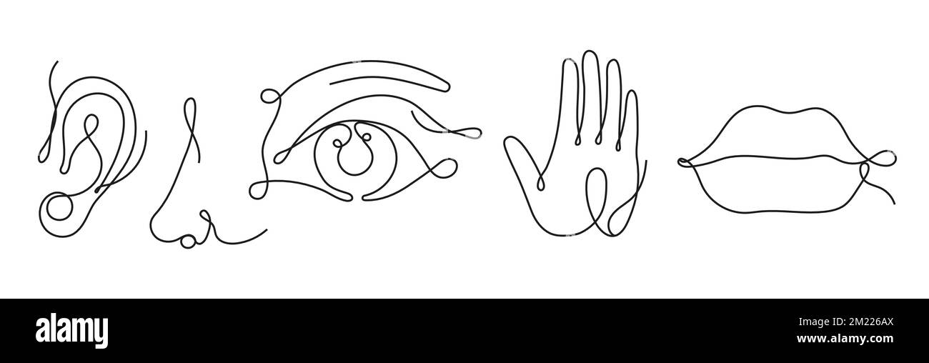 Five human senses in continuous line style. Ear line art icon. Nose and ...