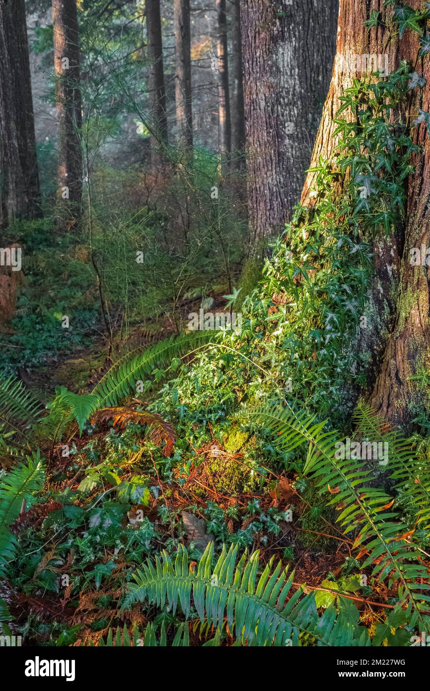 Wooded forest trees backlit by golden sunlight before sunset ...