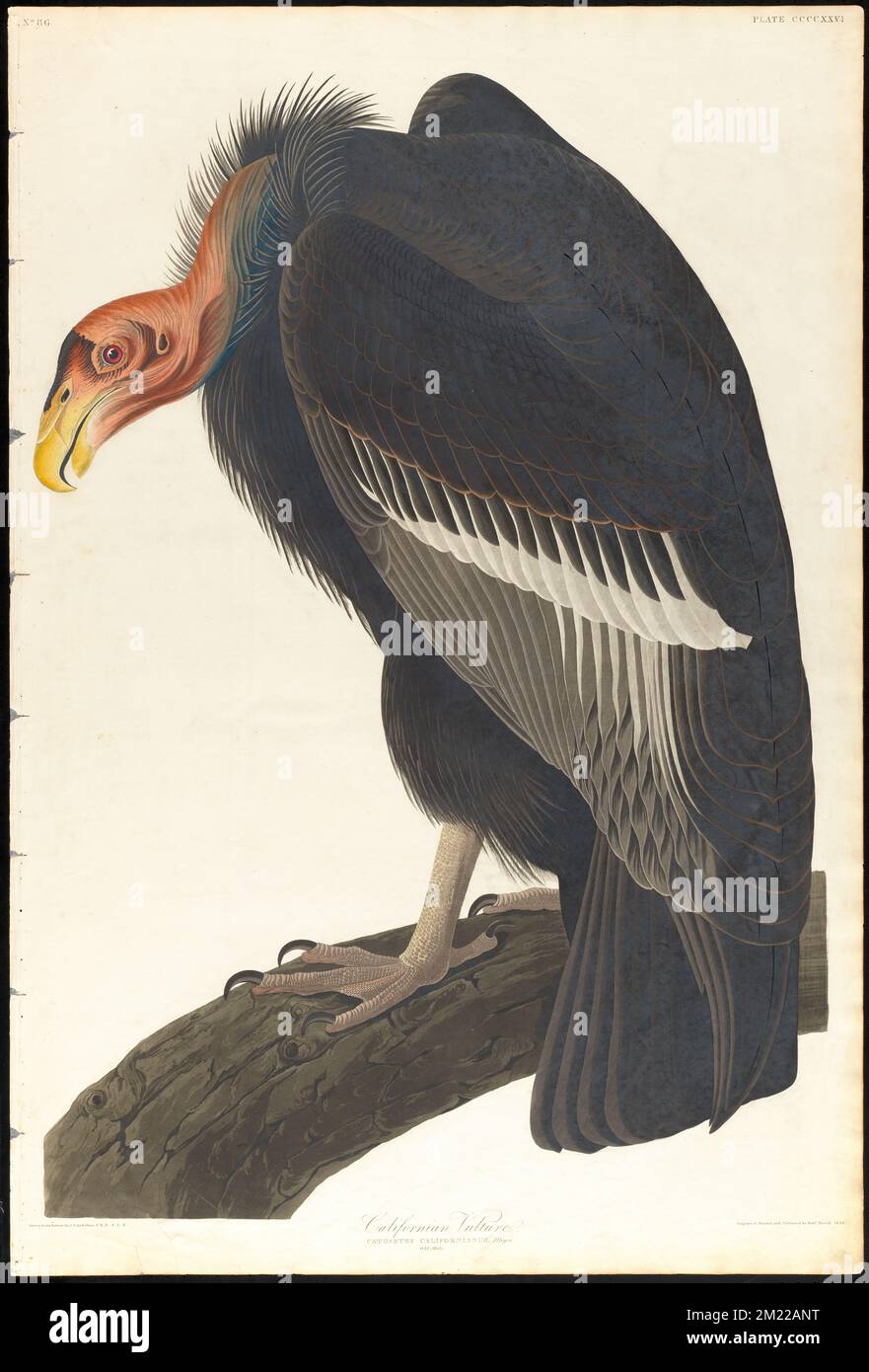 Californian vulture : Cathartes californianus, Illiger. Old male. c.1 v ...