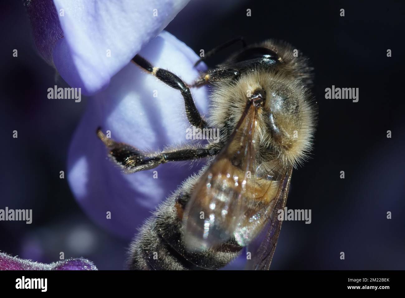 Pollination photography hi-res stock photography and images - Alamy
