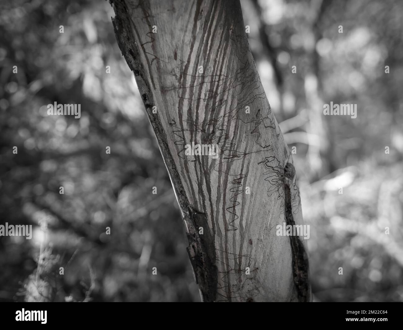 An Australian gum tree sheds its bark and displays a unique natural ...