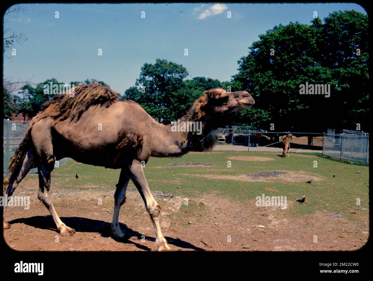 Zoo animals collection wildlife hi-res stock photography and images - Alamy