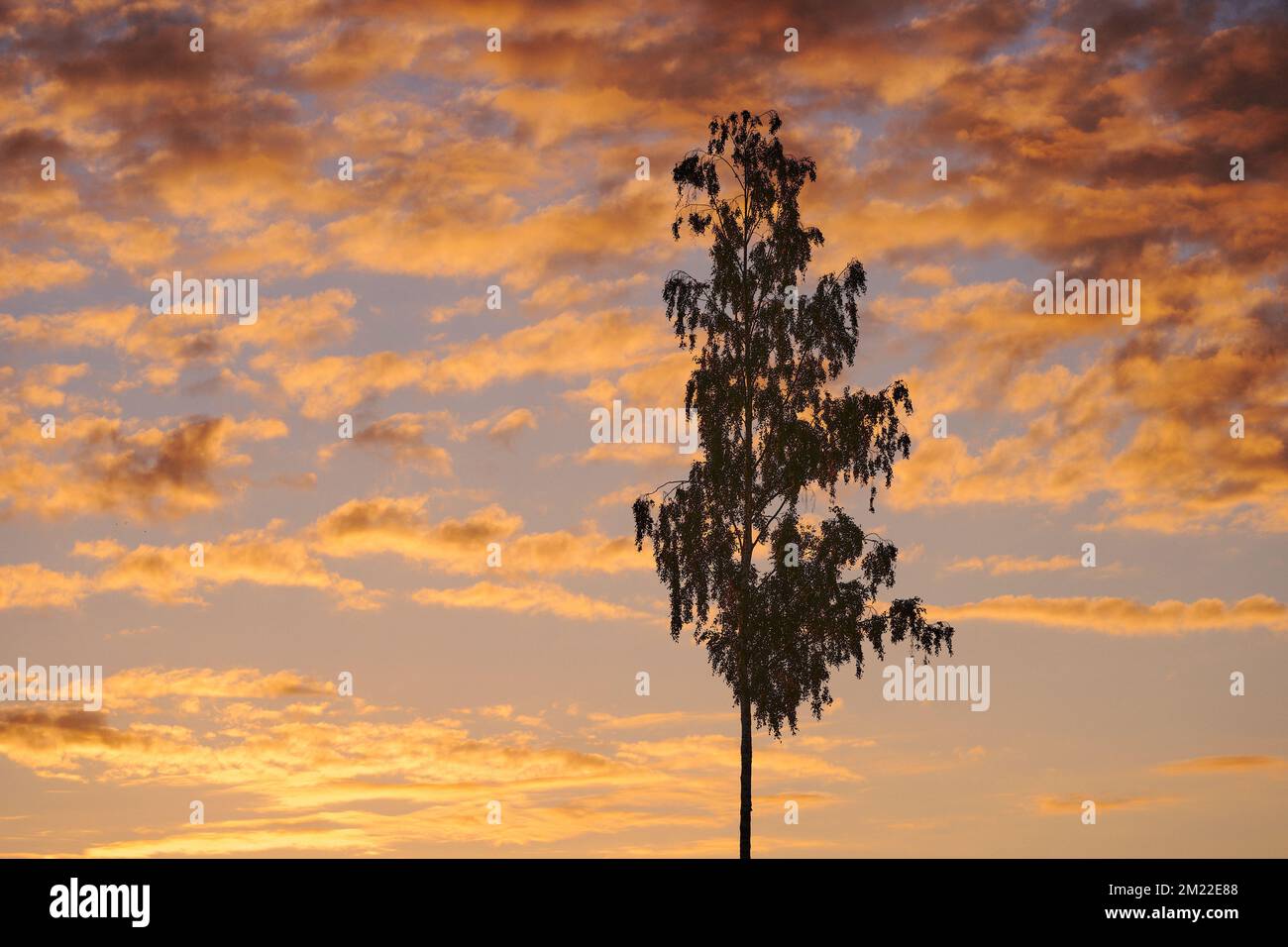 A birch tree standing alone with beautiful floating sunset clouds in ...