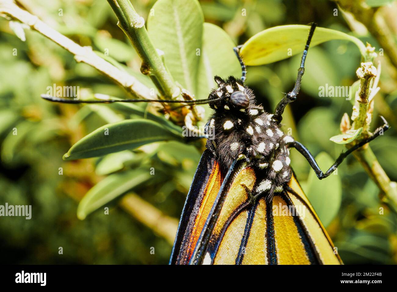 Monarch Butterfly up close Stock Photo - Alamy
