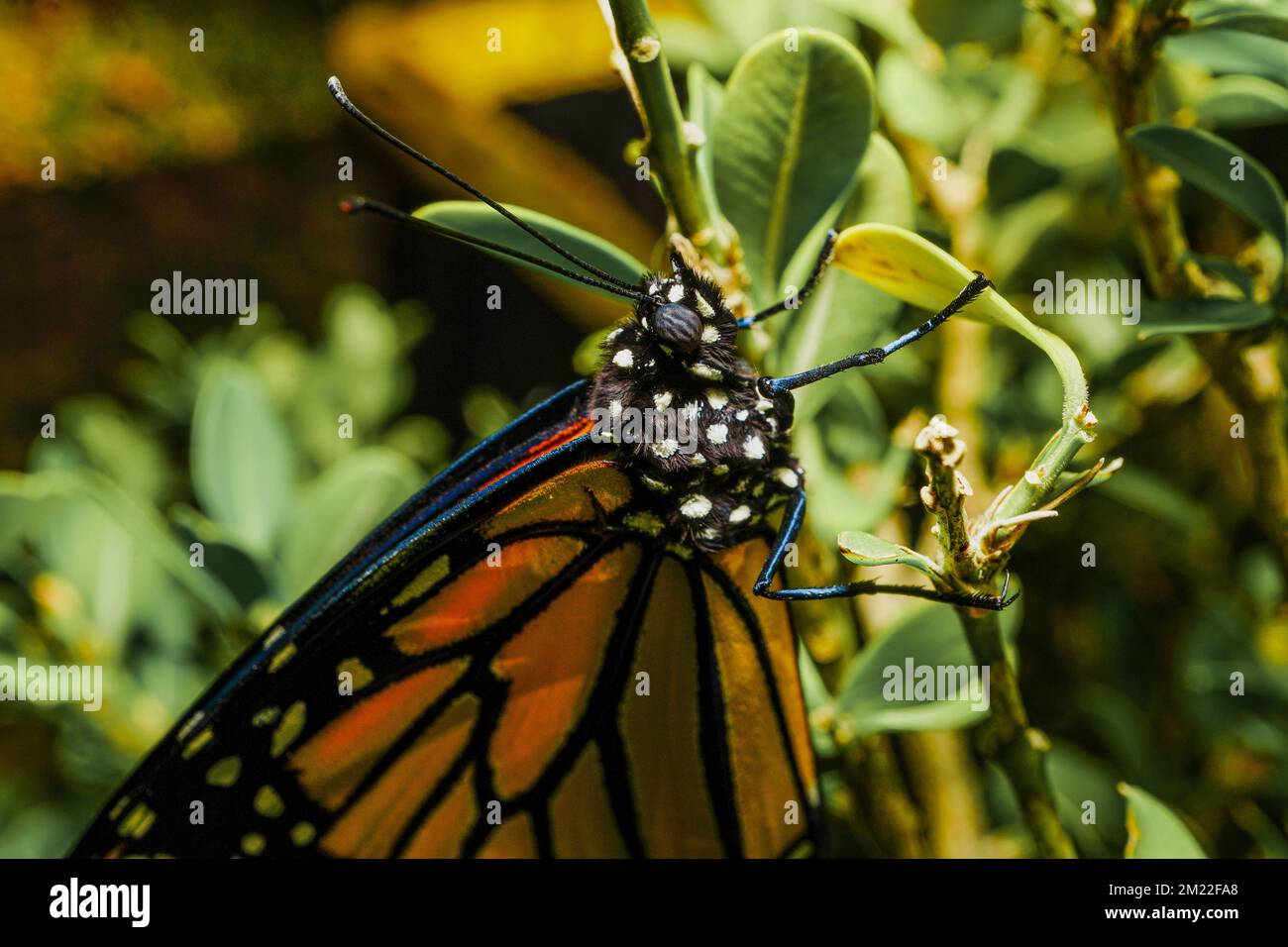 Monarch Butterfly up close Stock Photo - Alamy