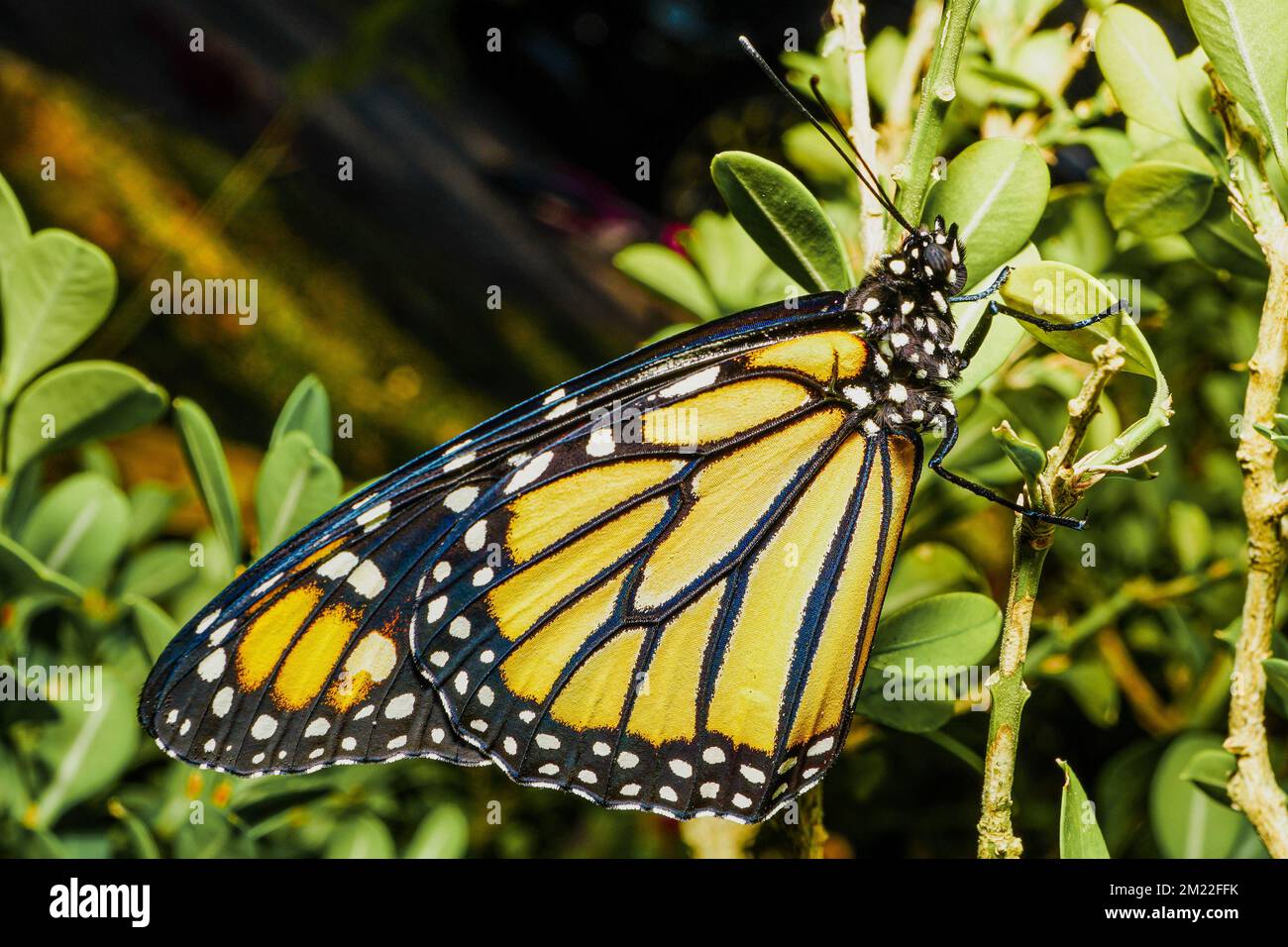 Monarch Butterfly up close Stock Photo - Alamy