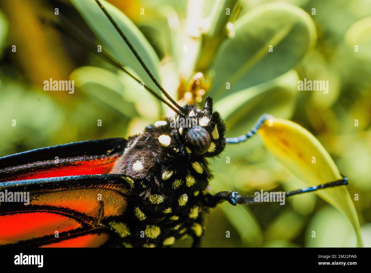 Monarch Butterfly up close Stock Photo - Alamy