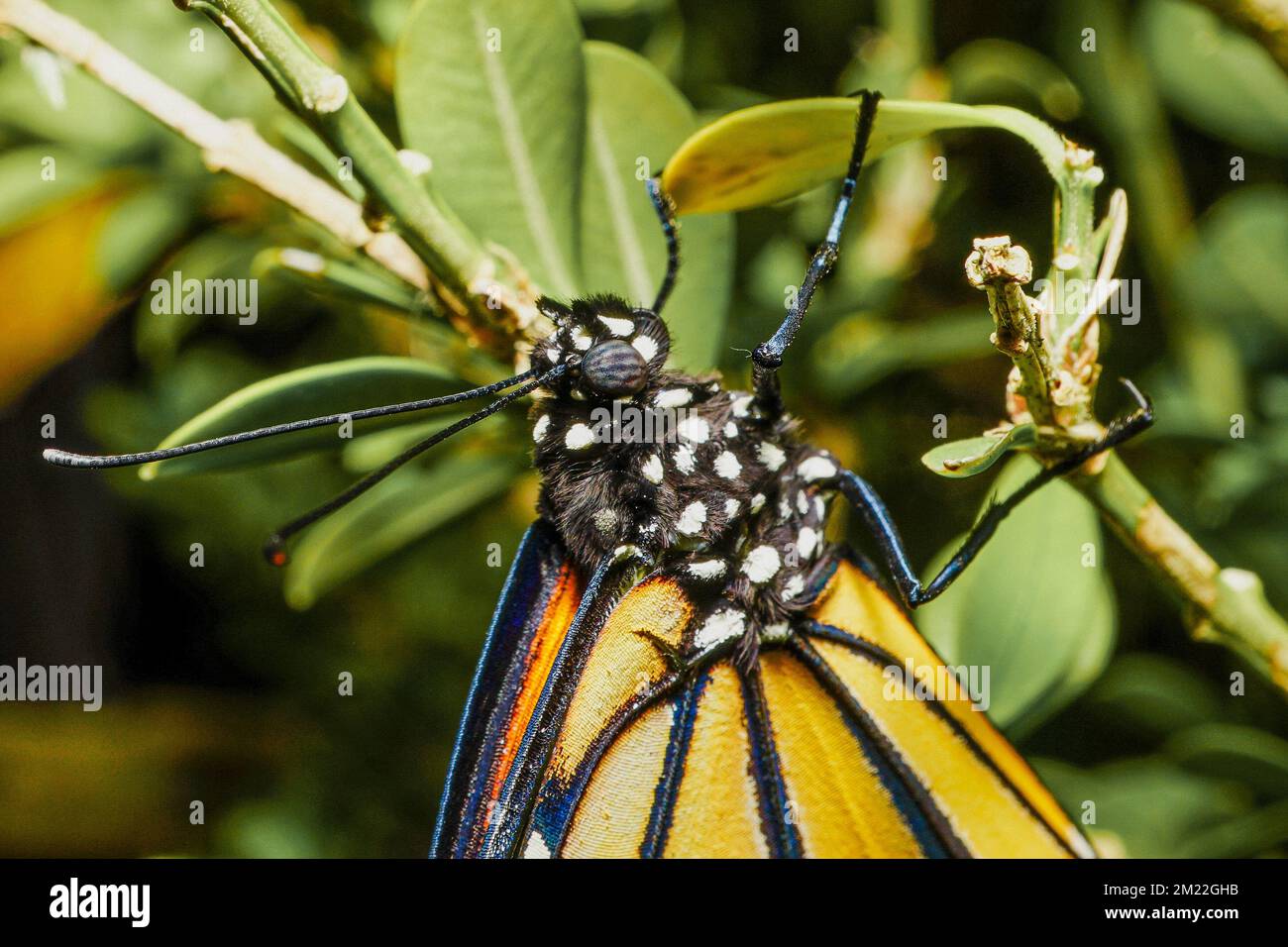 Monarch Butterfly up close Stock Photo - Alamy