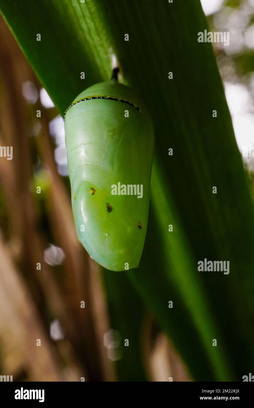 Monarch Butterfly Chrysalis Stock Photo - Alamy