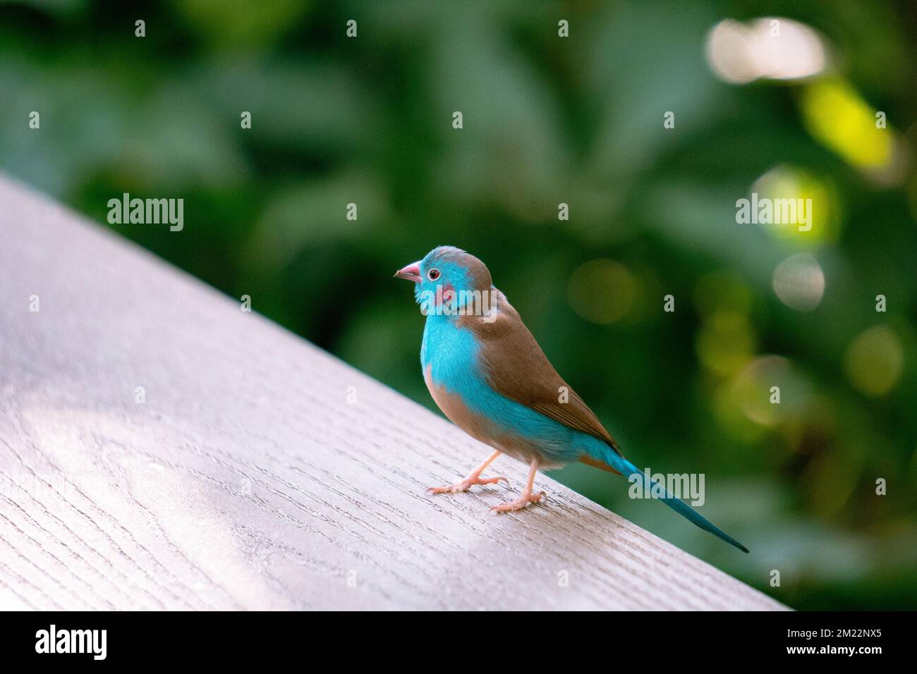 Bright colored bird hi-res stock photography and images - Alamy