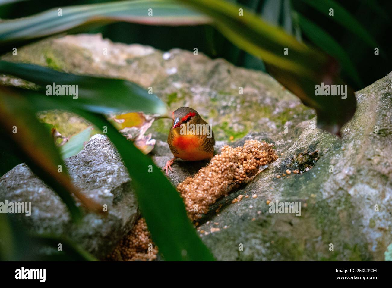 Small bird eating seeds hi-res stock photography and images - Alamy