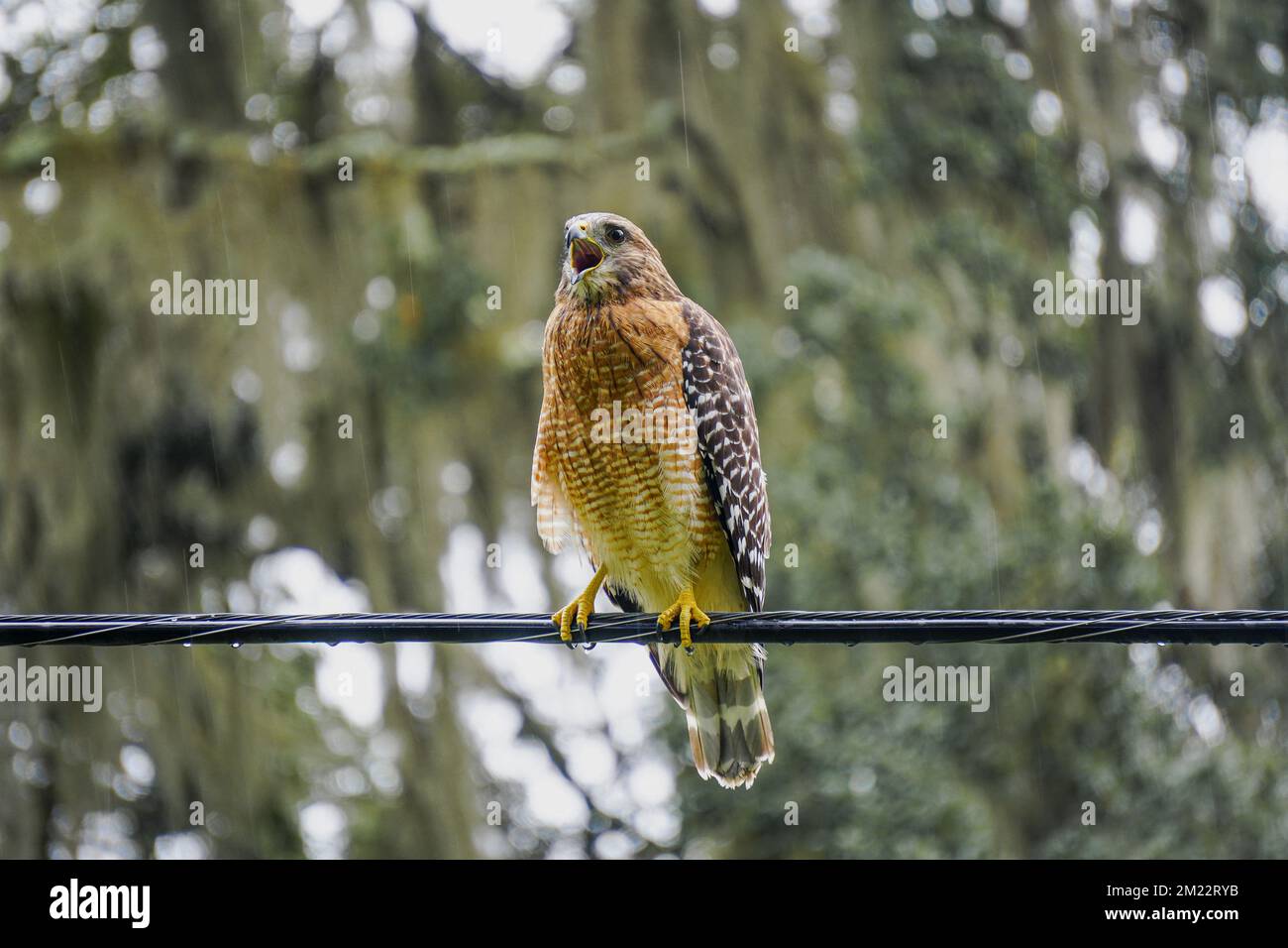 Red Shouldered Hawk Stock Photo - Alamy