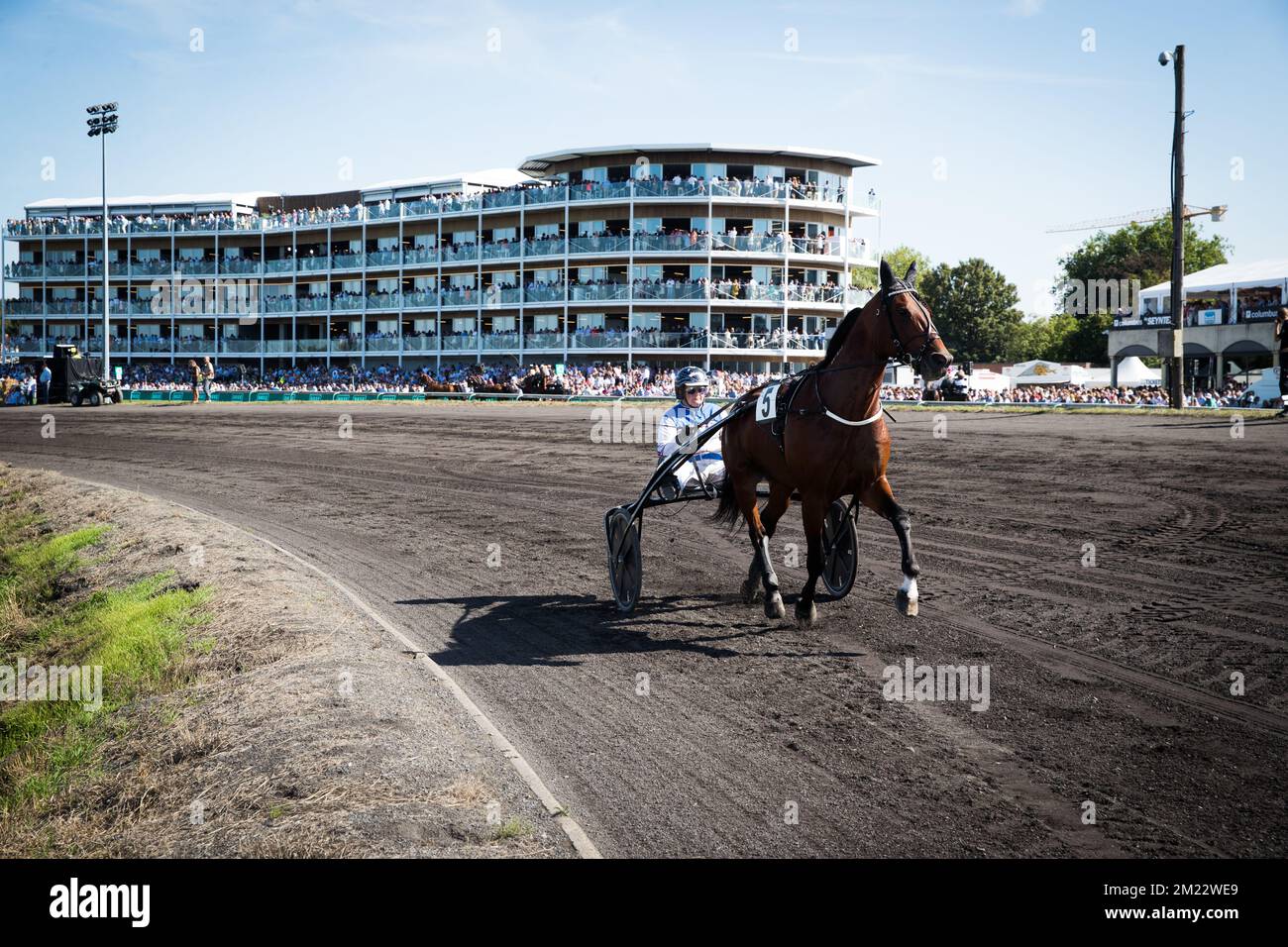 Waregem horse hi-res stock photography and images - Alamy