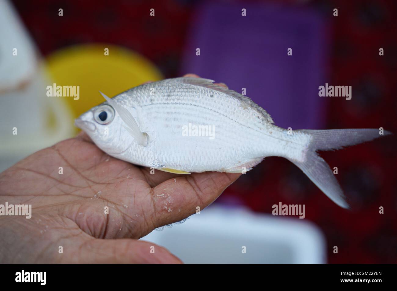 Large corydoras hi-res stock photography and images - Alamy