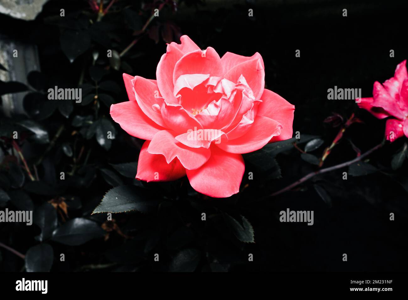 A pink rose up close Stock Photo - Alamy