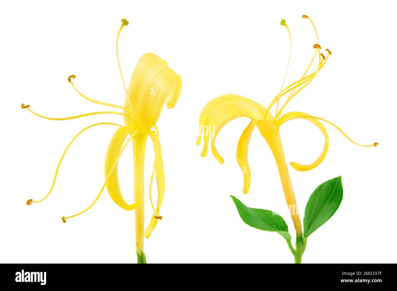 honeysuckle flower isolated on white background with full depth of ...