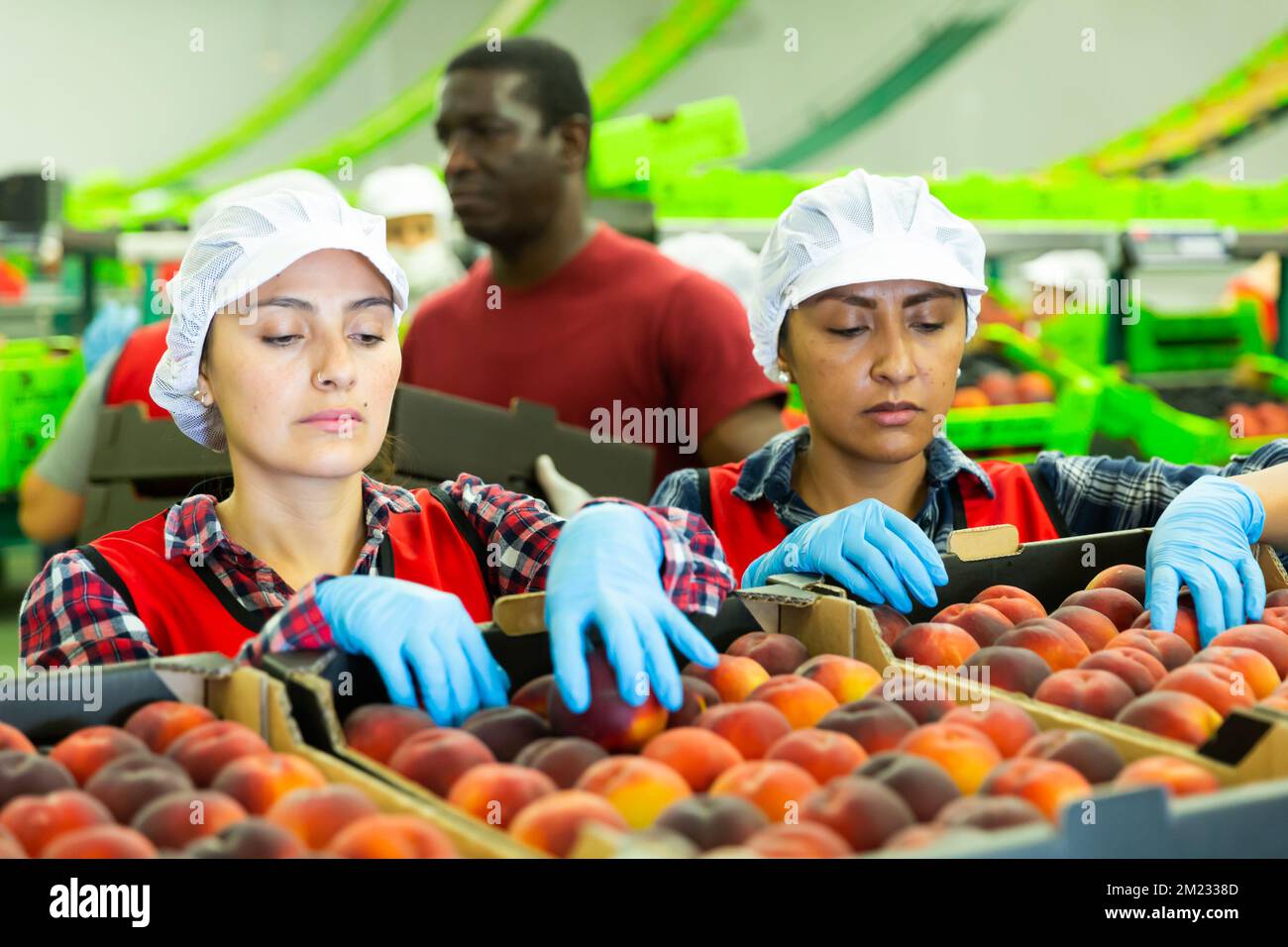 Focused woman working on fruit sorting line at warehouse Stock Photo ...
