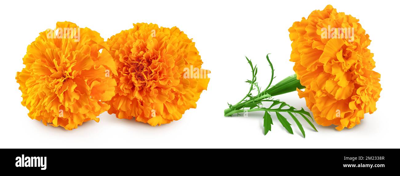 fresh marigold or tagetes erecta flower isolated on white background ...