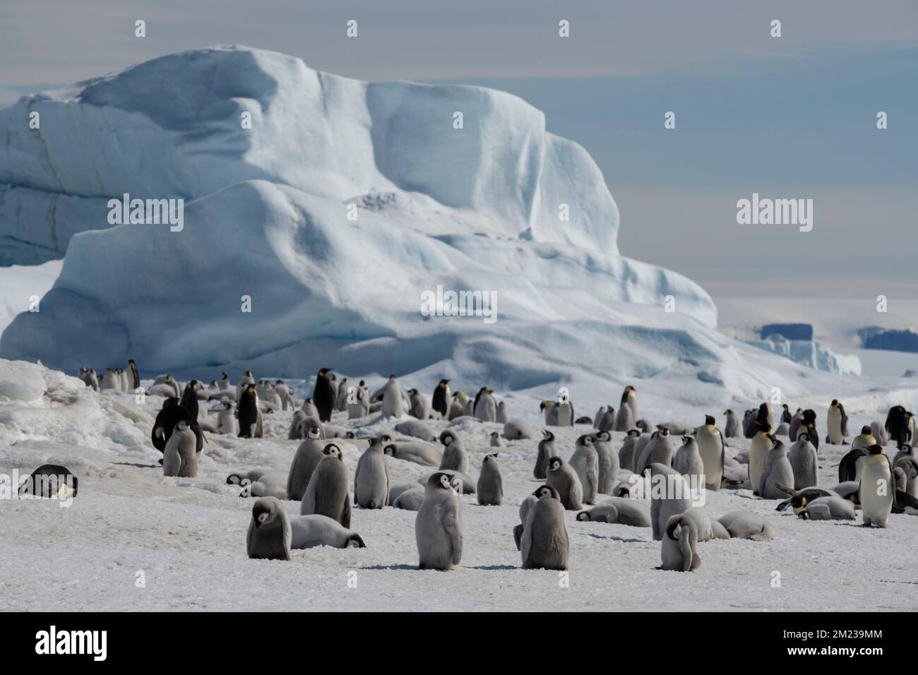 Antarctica, Weddell Sea, Snow Hill Island, Snow Hill colony. Emperor ...