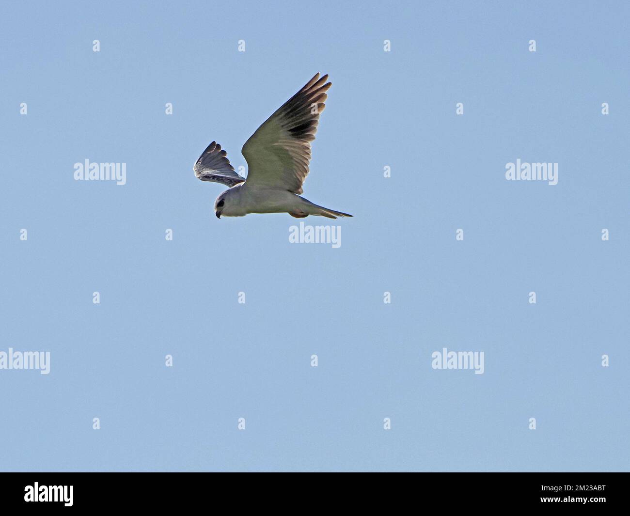 Birds keen nature hi-res stock photography and images - Alamy