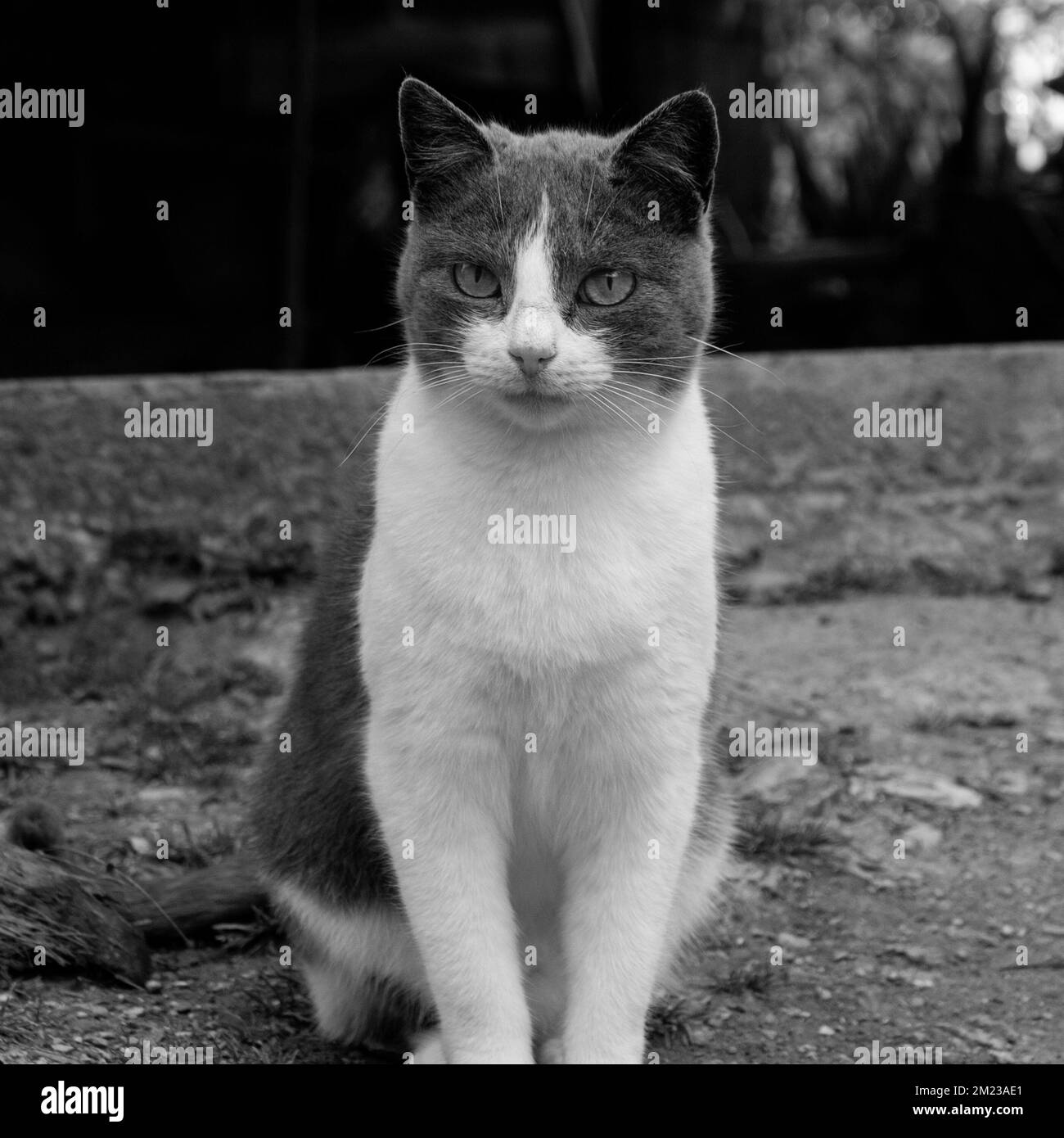 Portrait cute cat outdoors Black and White Stock Photos & Images - Alamy