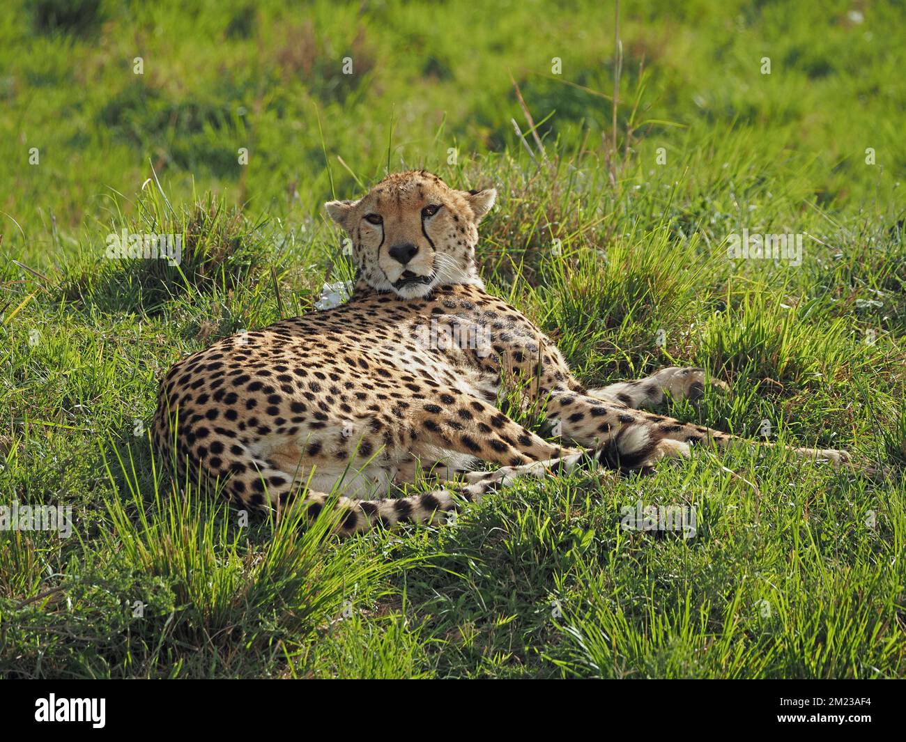 alert reclining lean mother Cheetah (Acinonyx jubatus) in grassland of ...