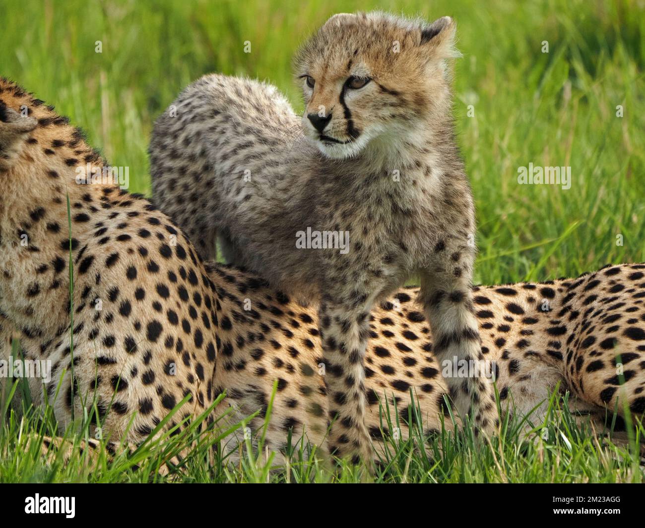 Cheetah cub bonding hi-res stock photography and images - Alamy