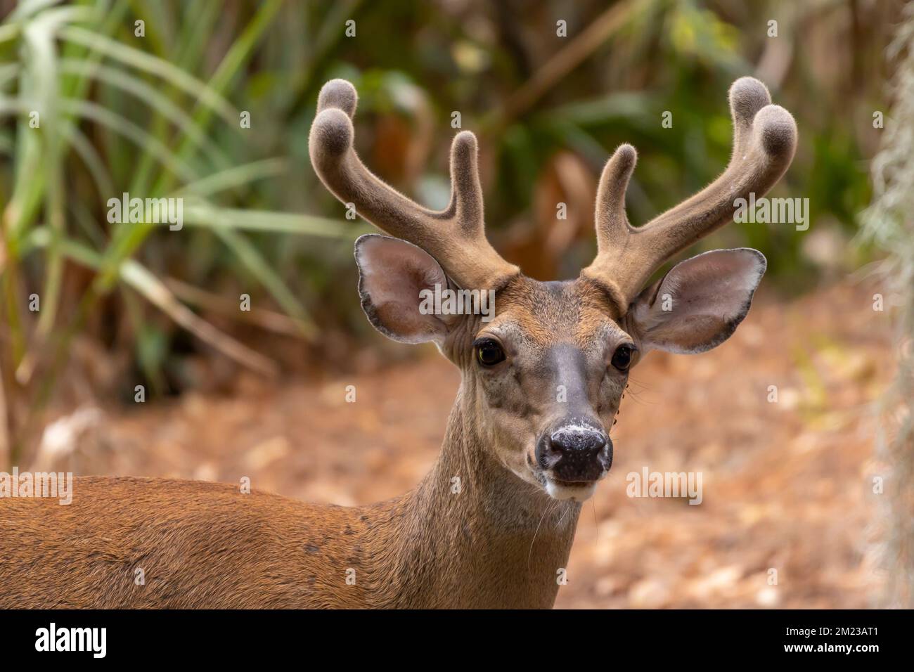Fuzzy antlers hi-res stock photography and images - Alamy