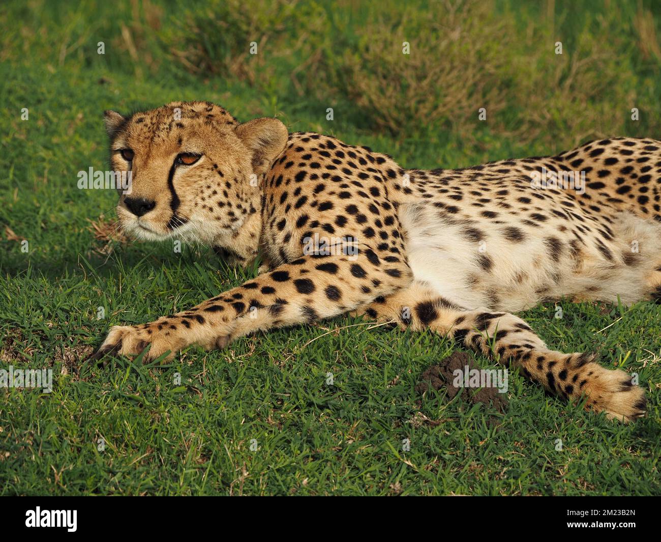 alert reclining lean mother Cheetah (Acinonyx jubatus) in grassland of ...