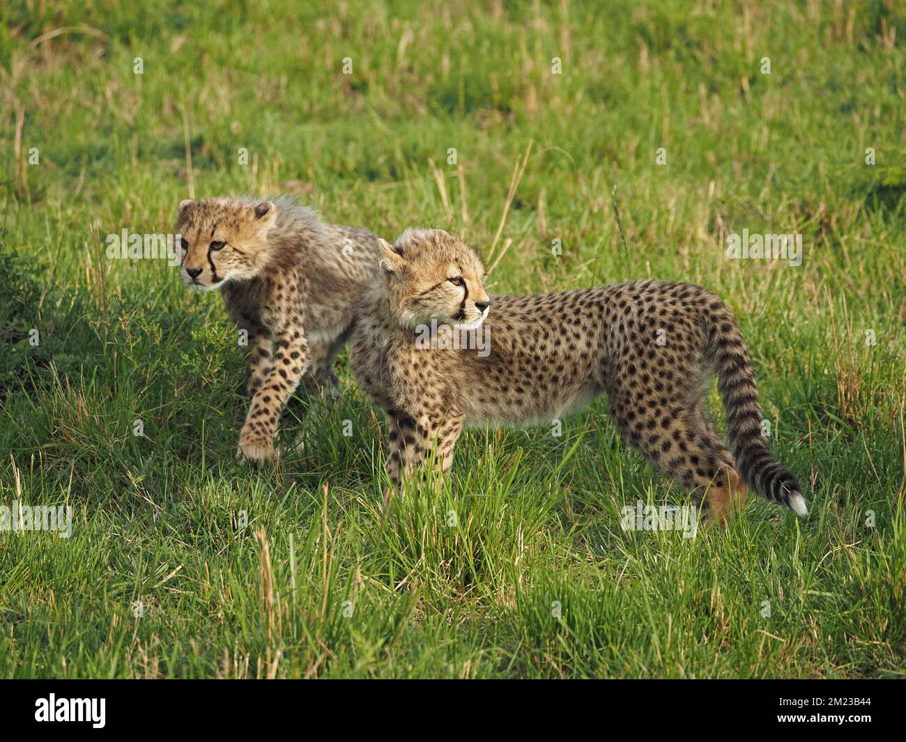 two very young fluffy Cheetah cubs (Acinonyx jubatus) playing ...