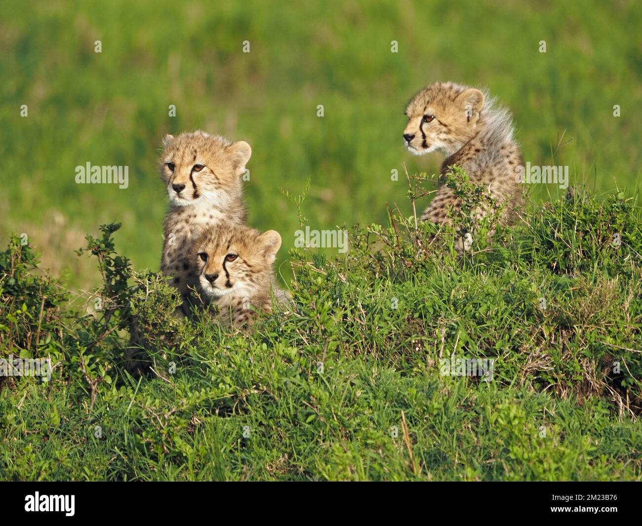 three very young fluffy Cheetah cubs (Acinonyx jubatus) playing ...
