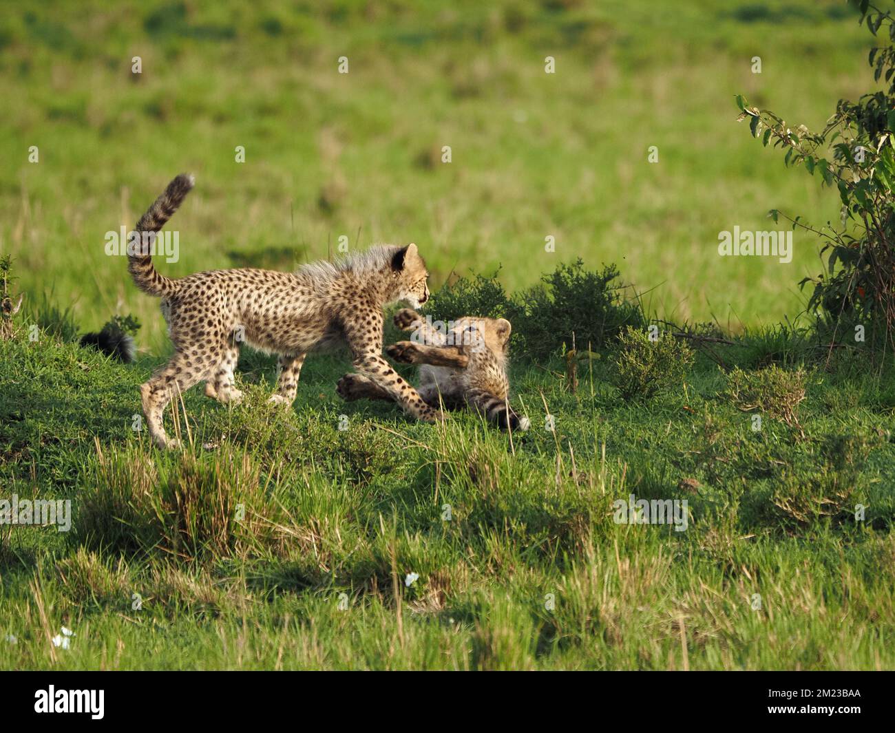 two very young fluffy Cheetah cubs (Acinonyx jubatus) playing ...