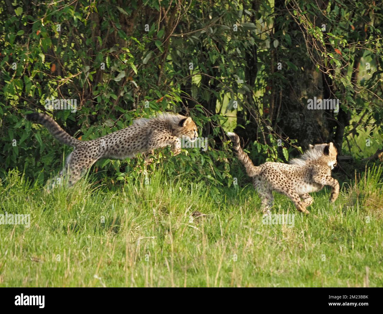 two very young fluffy Cheetah cubs (Acinonyx jubatus) playing ...