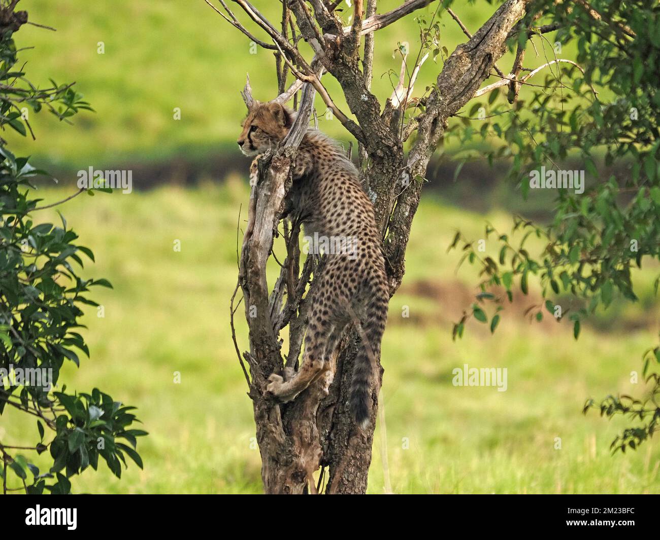 fluffy young Cheetah cub (Acinonyx jubatus) learning hunting skills ...
