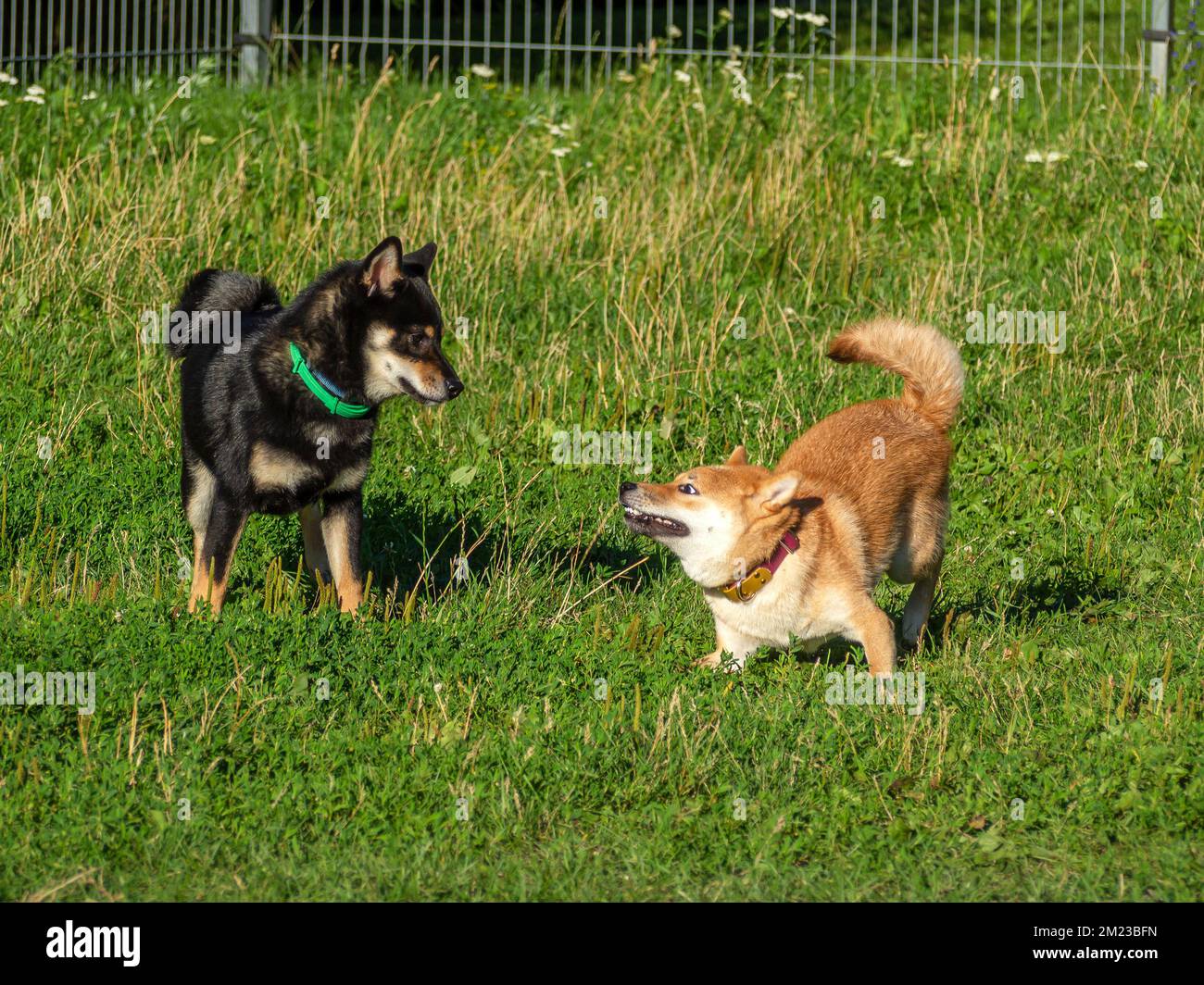 Shiba Inu plays on the dog playground in the park. Cute dog of shiba ...