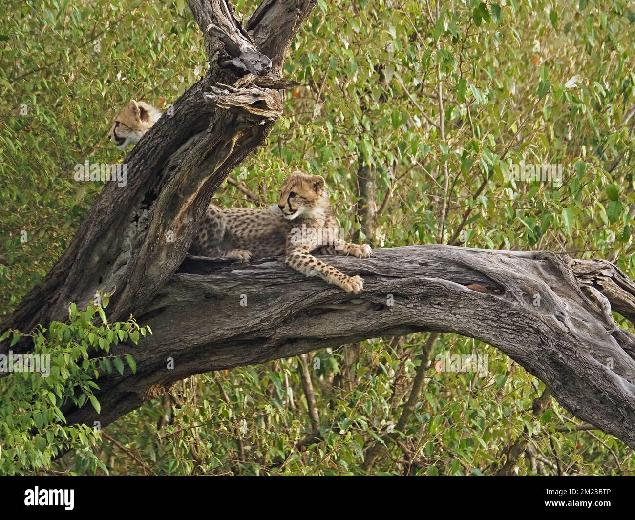 two very young fluffy Cheetah cubs (Acinonyx jubatus) playing ...