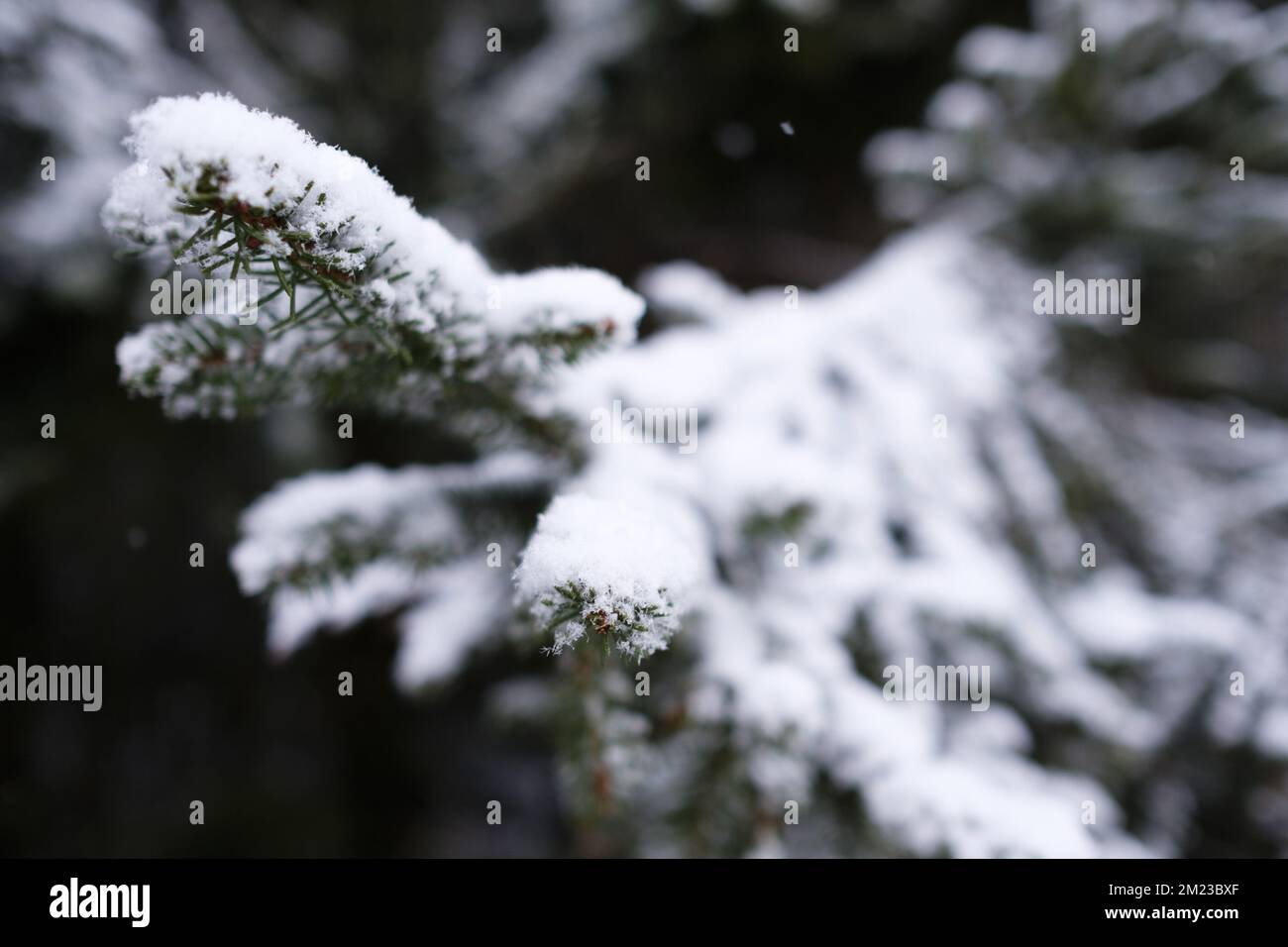 Snow on a tree seen in Waimes, Eastern Belgium, Monday 07 November 2016 ...