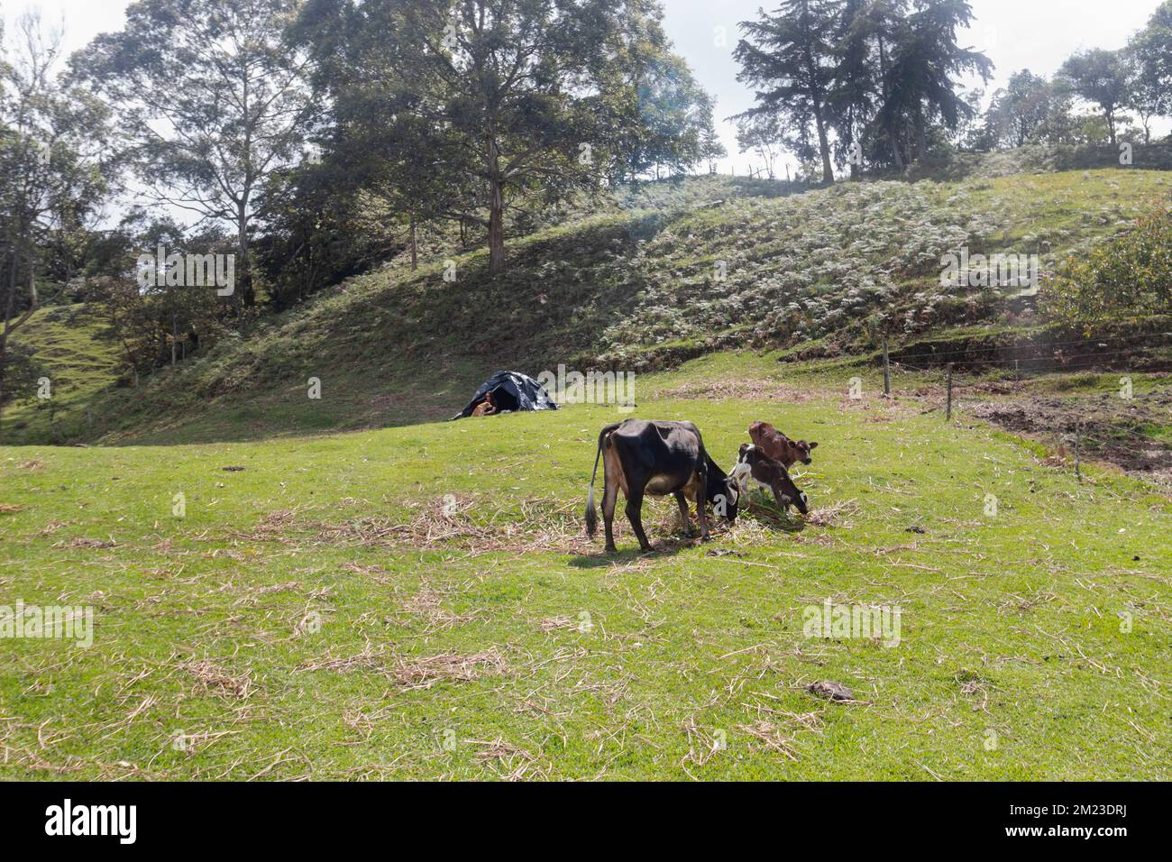Big cow with two calf over green grass with camping tent at background ...