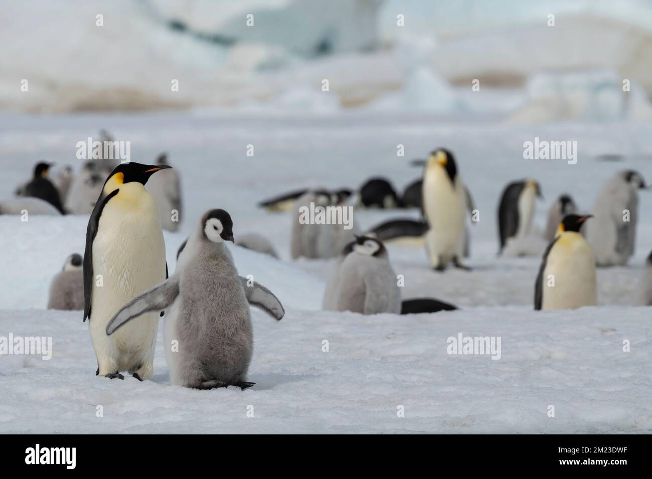 Antarctica, Weddell Sea, Snow Hill Island, Snow Hill colony. Emperor ...