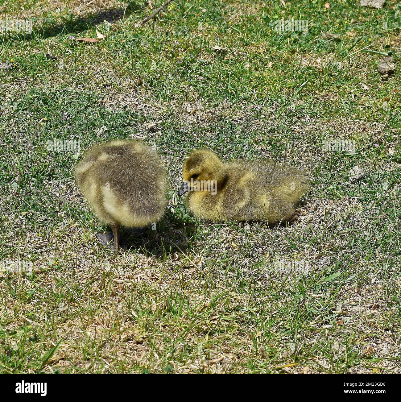 Canada geese goslings on a Union City civic center lawn, California ...