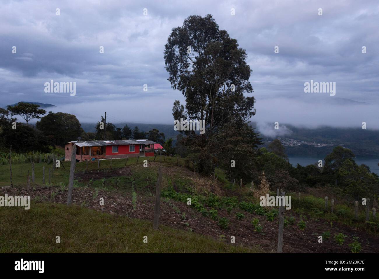 Typically colombian country farm house near to a big tree and crops on ...