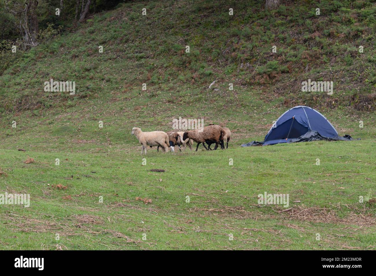Curious sheeps near to a blue camping tend in green country grass ...